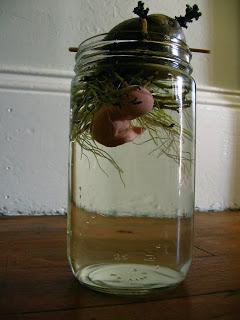 The Potato Experiment: Examining How Your Food Grows | IEUA