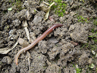 Subclass Oligochaeta