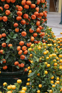 Winter Fruiting Citrus Trees | IEUA